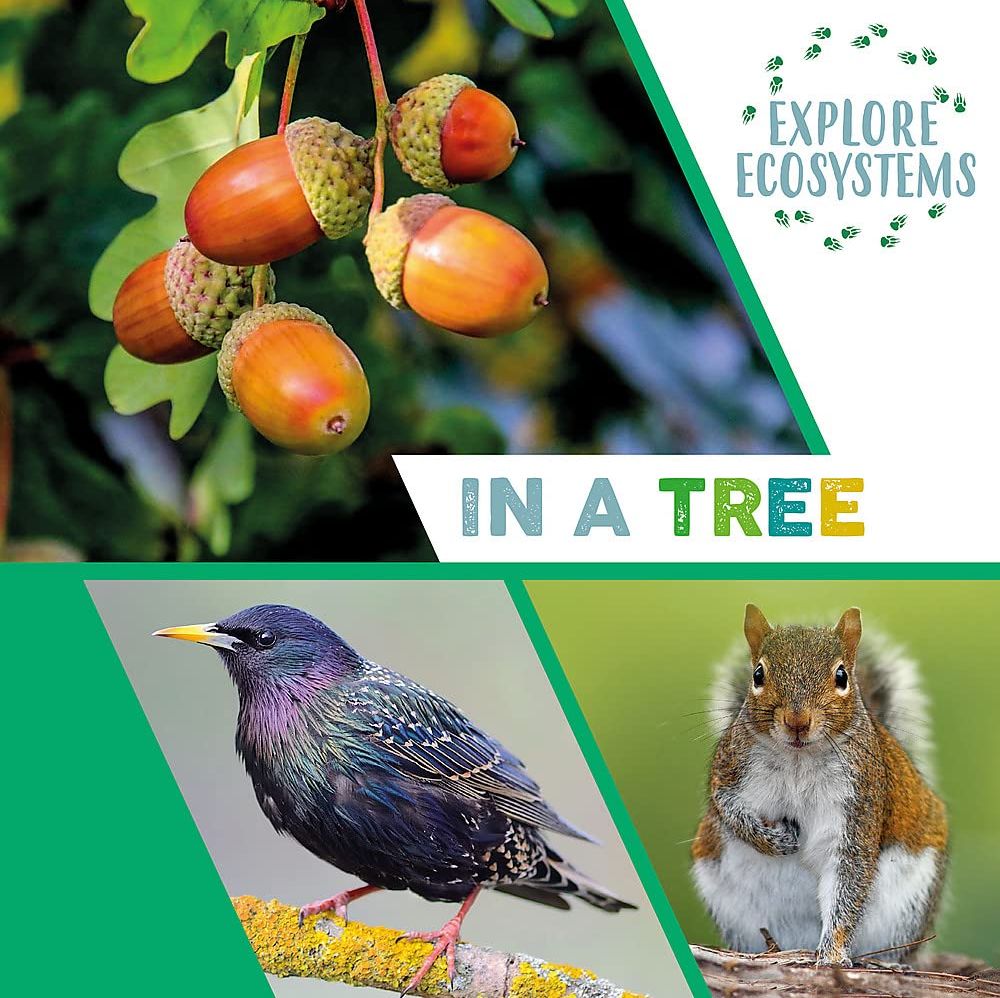 Explore Ecosystems: In a Tree (Paperback) — Wordsworth Books